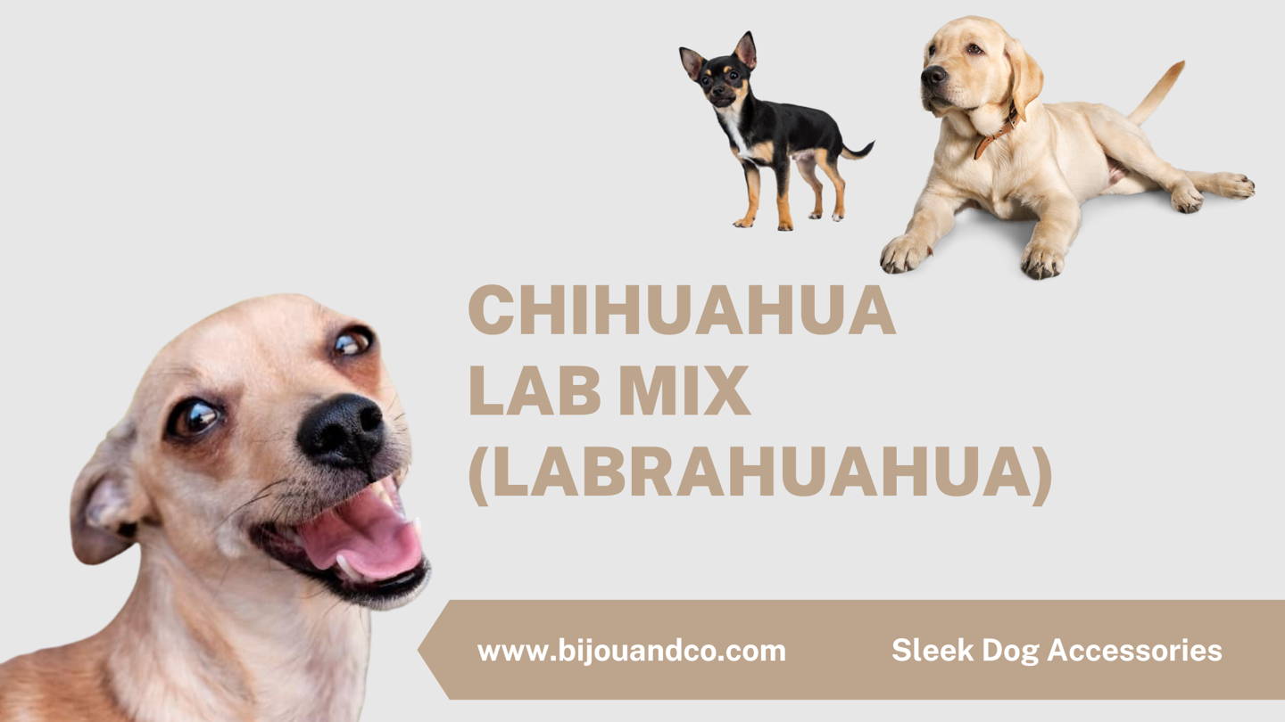 How Big Will A Chihuahua Lab Mix Get